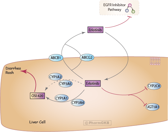 Erlotinib Pathway, Pharmacokinetics