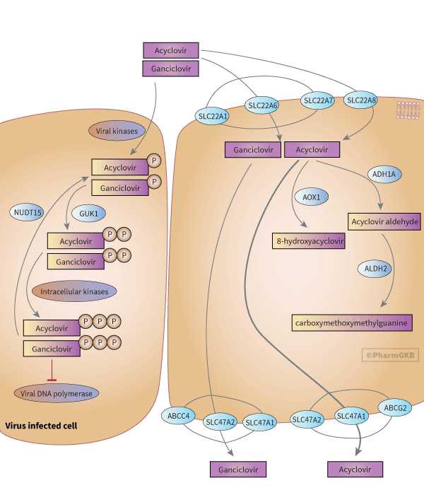 Methotrexate Mechanism Of Action Schematic Methotrexate Mechanism Of Action Schematic